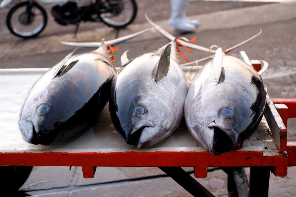 Family-Friendly Travel Guide: Tuna Landing in General Santos (GenSan)
